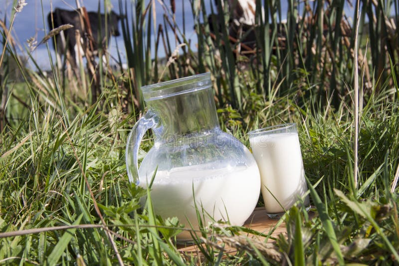 Milch und Kuh stockbild. Bild von vieh, ökologie, gras - 41306975