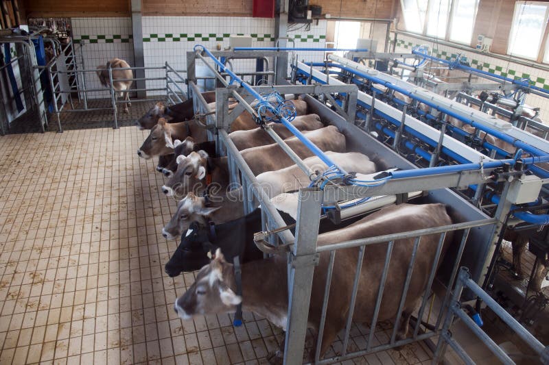 Kuhmilch stockbild. Bild von industriell, vieh, milch - 28954445