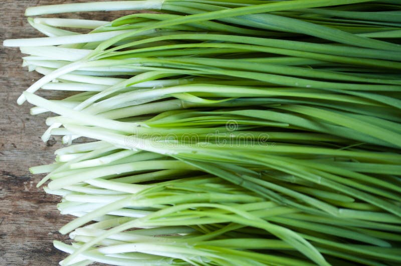 Kuicheai imagen de archivo. Imagen de medicinal, ingredientes - 22672917