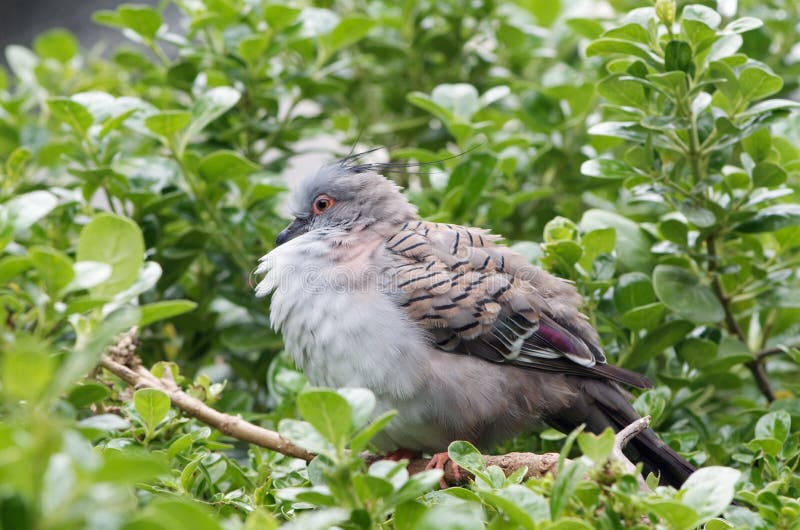 Kuif duif stock foto. Image of nave, geritseld, groen - 18860770