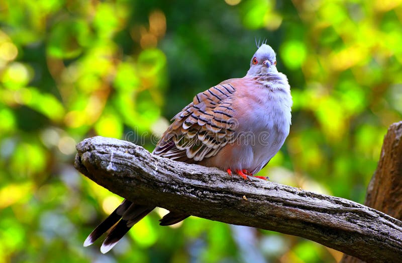 Kuif duif stock afbeelding. Image of paardestaart, veren - 83041933