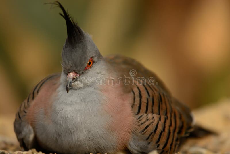 Portret Van Een Turaco Met Rode Kuif Stock Afbeelding - Image of ...