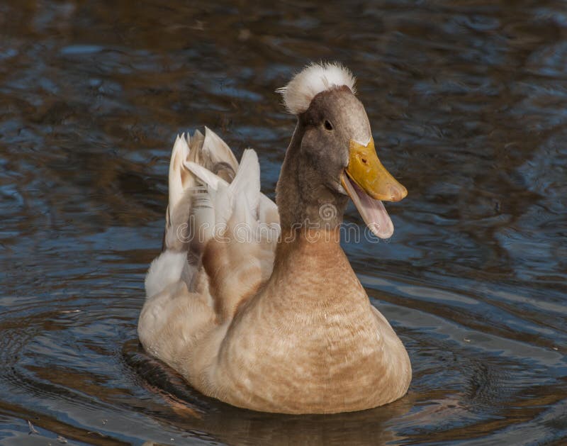 Kuif Eend stock foto. Image of vogel, eend, domein, lach - 66809694