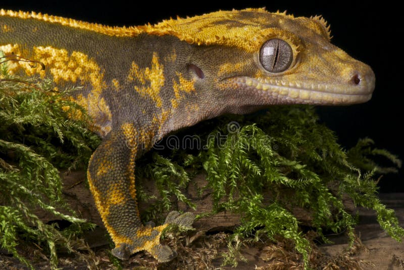 Kuifgekko, Correlophus-ciliatus Stock Afbeelding - Image of lijst, één ...
