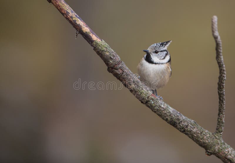 Leuke Kip Met Rode Kuif in Openlucht Stock Foto - Image of landelijk ...