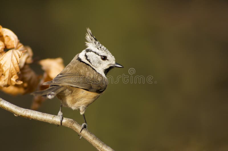 Kuif Mees (cristatus Lophophanes) Stock Afbeelding - Image of zangvogel ...