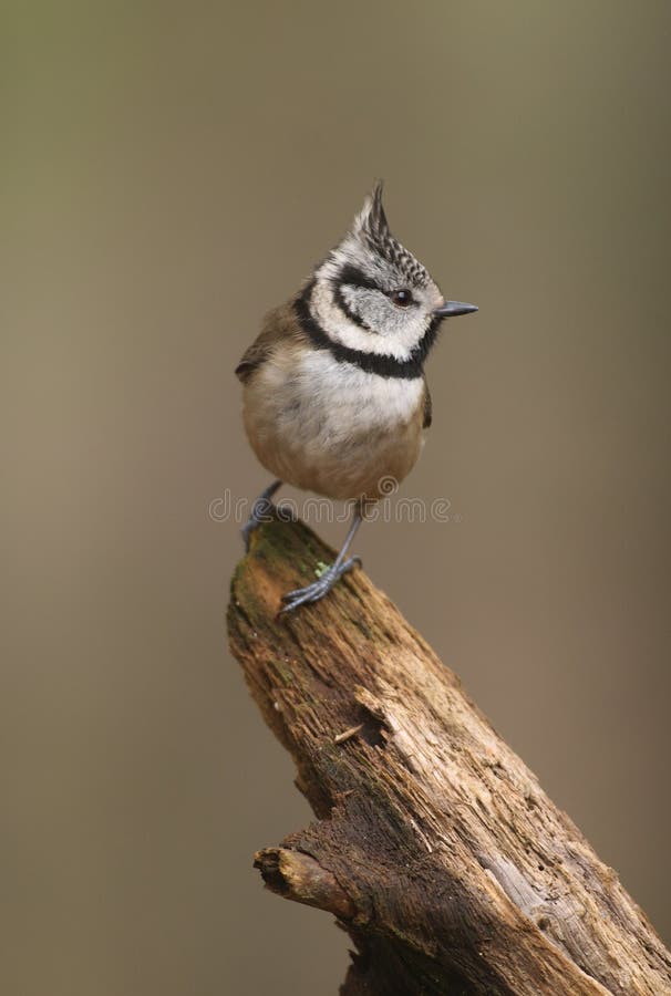 Kuif Mees (cristatus Lophophanes) Stock Afbeelding - Image of kuif ...