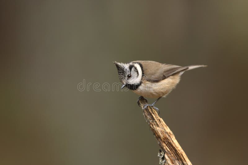 Kuif Mees (cristatus Lophophanes) Stock Afbeelding - Image of vogel ...
