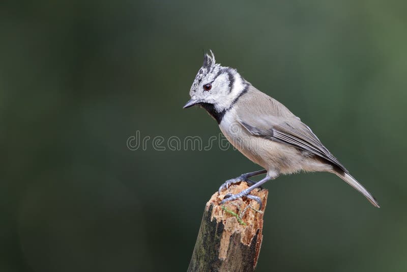 Kuif mees, Lophophanes stock foto. Image of gevleugeld - 20779288