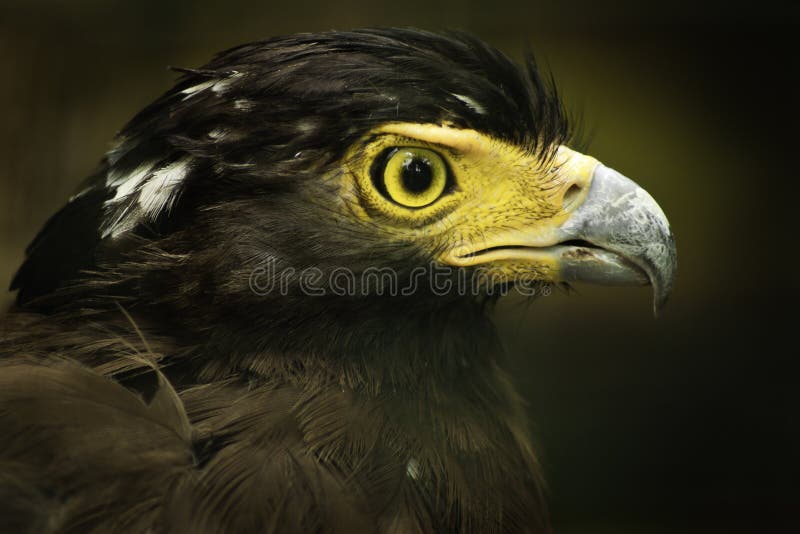 Kuif Serpent Eagle stock foto. Image of havik, wild, valk - 30203288