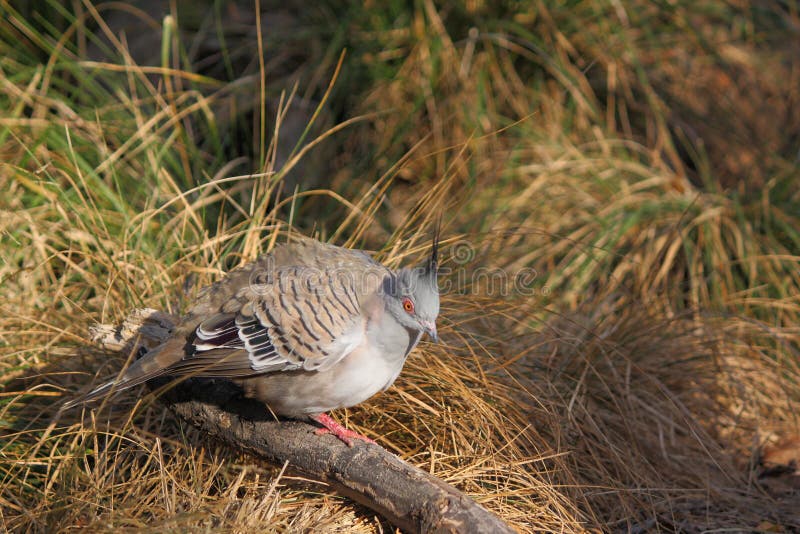 Het Kuif Duif Drinken Van Waterkom Stock Afbeelding - Image of outdoors ...