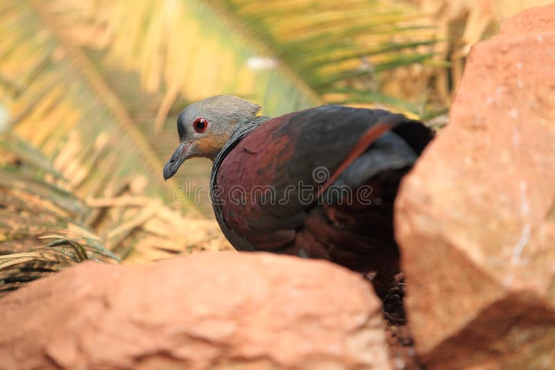 Kuifkwartelsduif stock foto. Image of kwartels, jamaica - 31059258