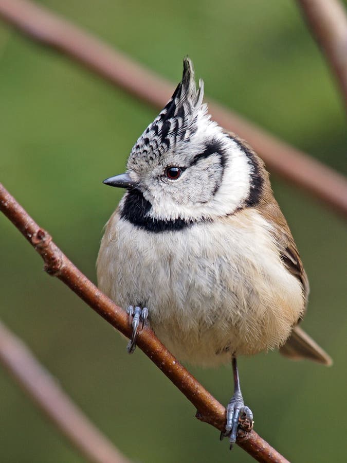 Kuifmees stock foto. Afbeelding bestaande uit hoofd, klein - 33848308