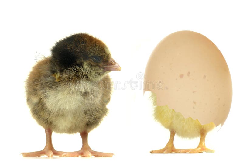 Kuiken stock afbeelding. Image of vakantie, vogel, broedplaats - 13928251