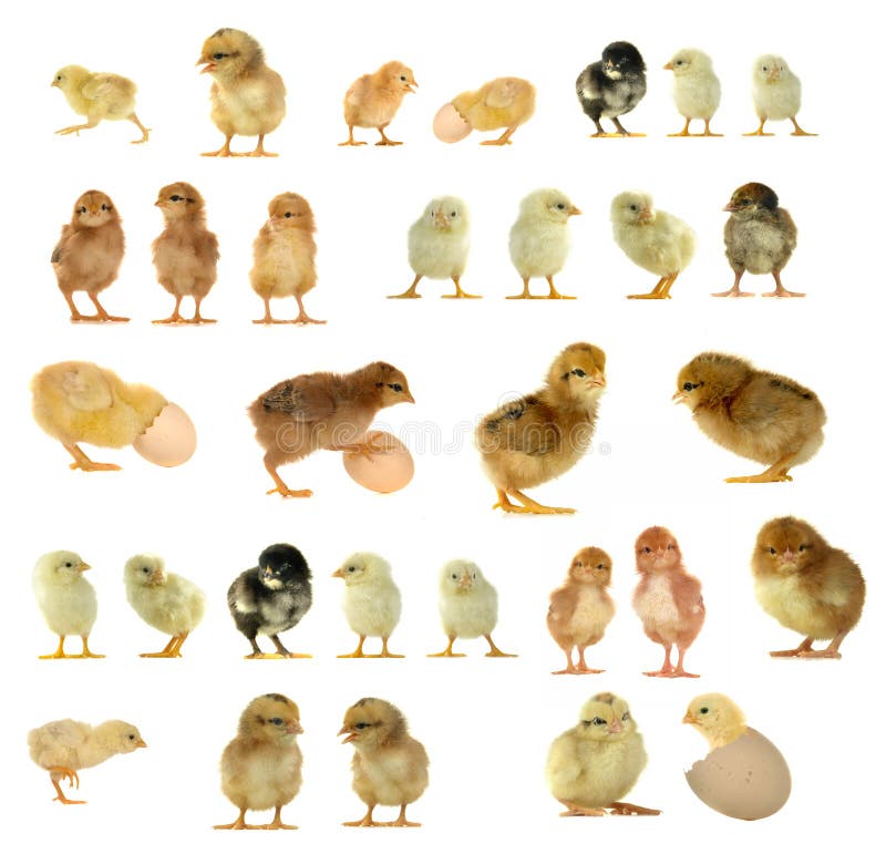 Kuiken stock foto. Image of groei, vlees, piepgeluid - 17290532