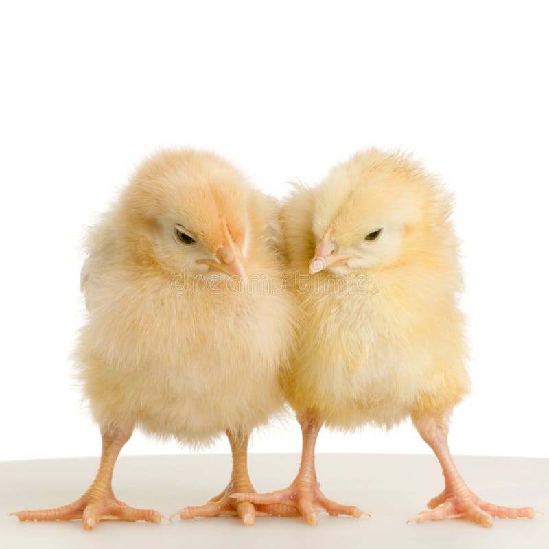 Kip en haar kuiken stock afbeelding. Image of lager, dier - 2307619