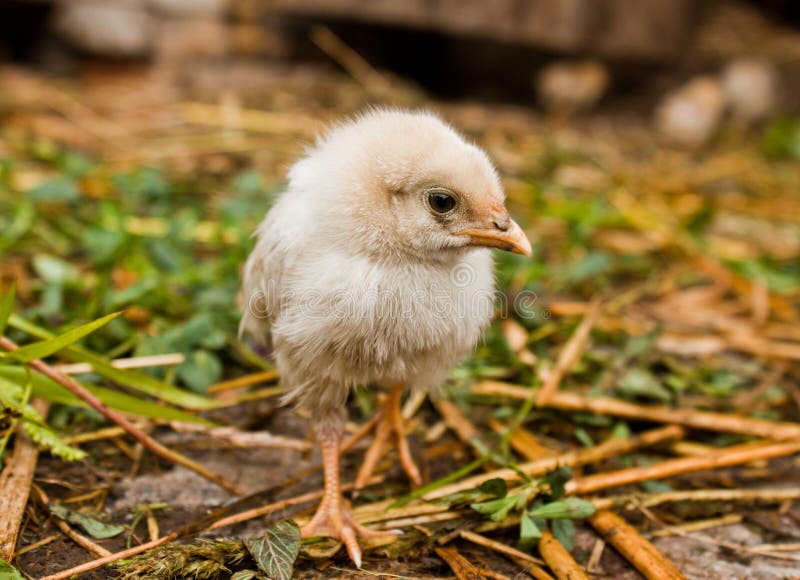 Kuiken stock afbeelding. Image of vrij, uitbroeden, ronde - 26334003