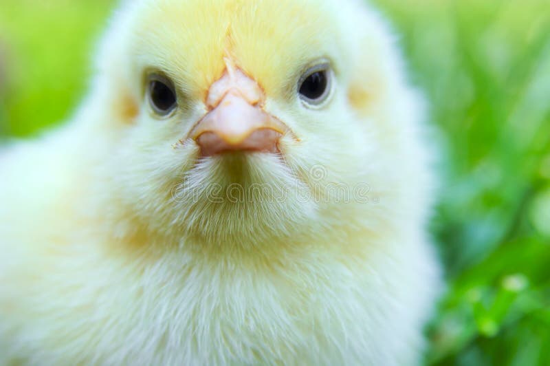 Kuiken stock foto. Image of pasgeboren, gras, bont, kuiken - 5202356