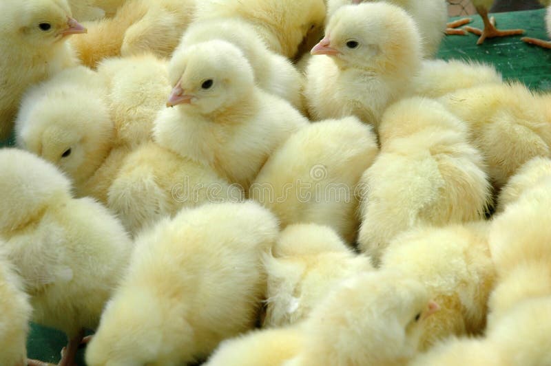 Kuiken stock afbeelding. Image of groei, jong, kuiken - 10169093