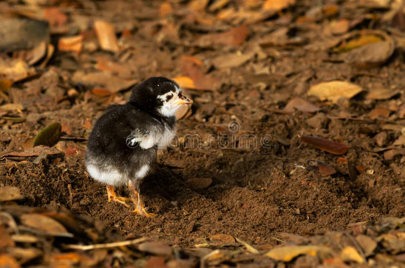 Kuiken stock foto. Image of jong, gevogelte, bont, zoet - 97774794
