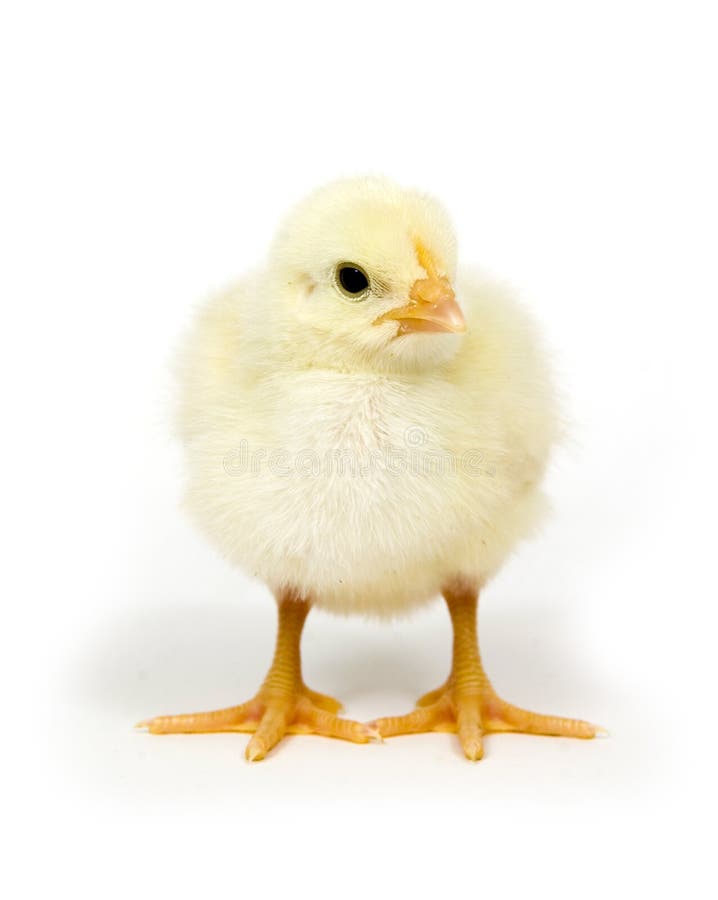 Kuiken Op Een Witte Achtergrond Stock Afbeelding - Image of kippen ...