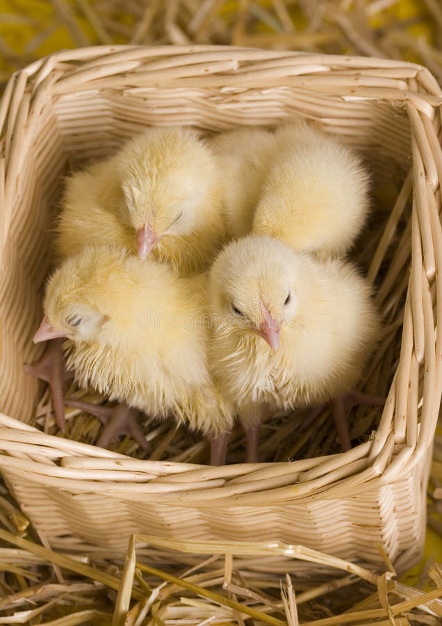 Kuikens stock afbeelding. Image of fauna, kuikens, pluimen - 3484499