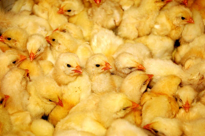 Kuikens stock foto. Image of groep, leuk, markt, bont, kuiken - 629750