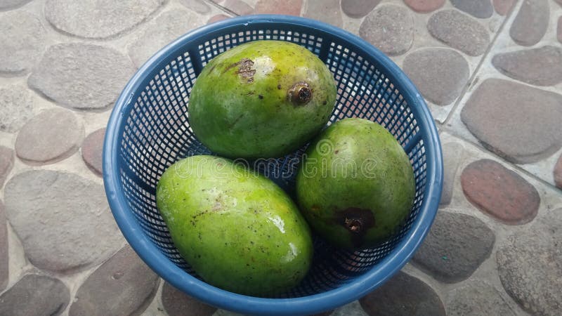 Kuini & X28;Mangifera Odorata& X29;, a Type of Mango Fruit that Has a ...
