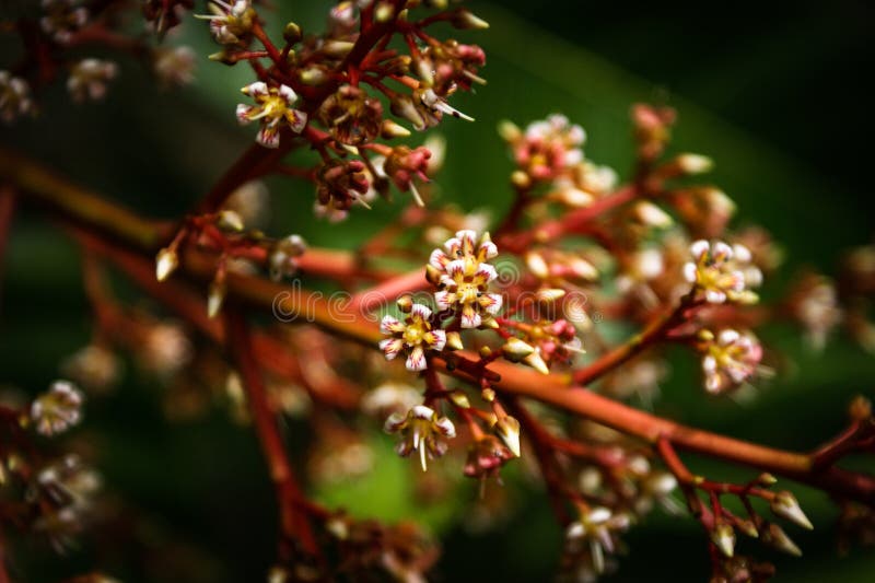 Kuini Flowers Stock Photos - Free & Royalty-Free Stock Photos from ...