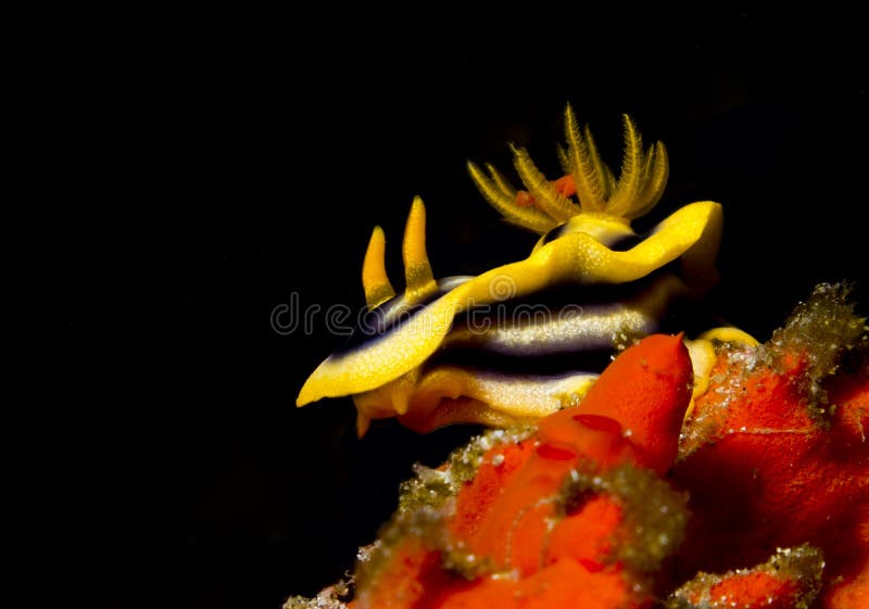 Pink Dorid Nudibranch (portrait) Stock Photo - Image of indopacific ...