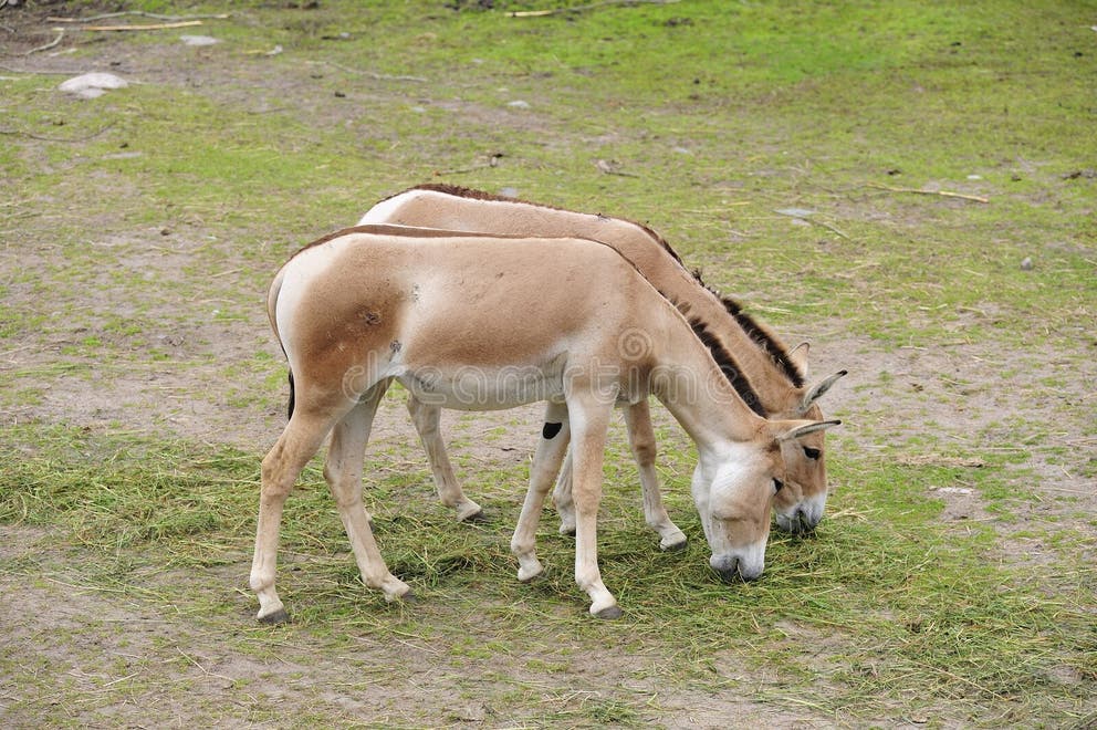 Kulan stock photo. Image of grass, eating, field, donkey - 26623884
