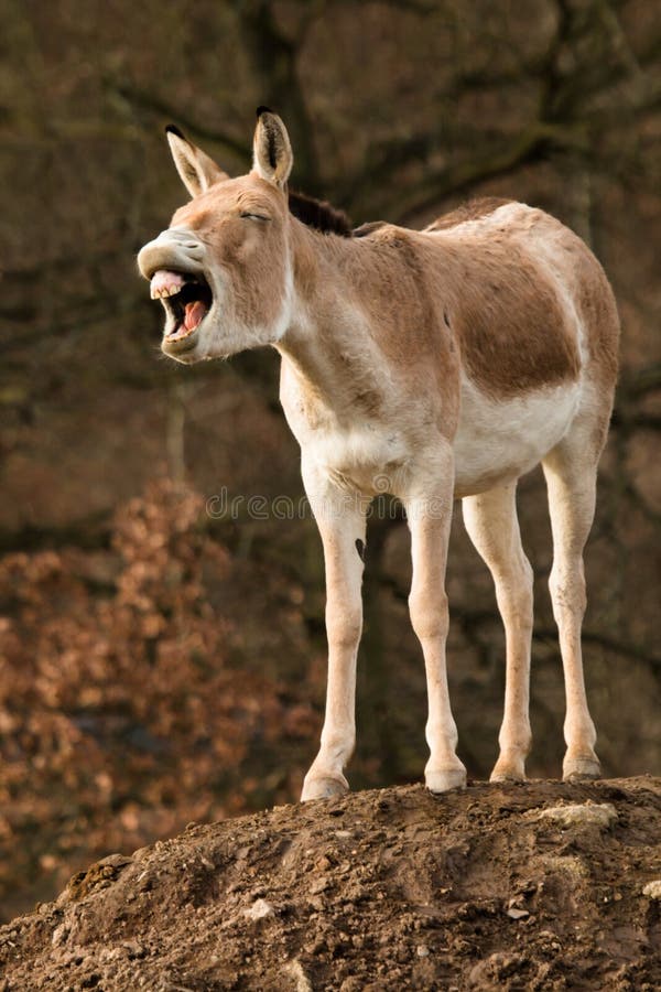 Kulan, Equus Hemionus Kulan Stock Image - Image of animals, nature ...