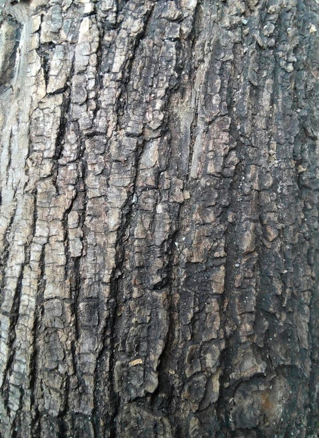 Kulit Kayu stock image. Image of wood, plant, nice, trunk - 88688889