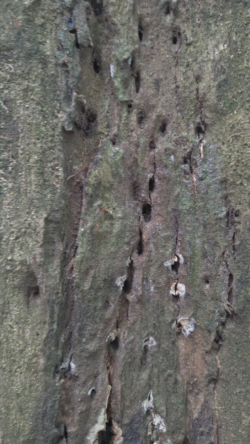 Tree Skin Close-up . Brown Bark Stock Image - Image of branches ...