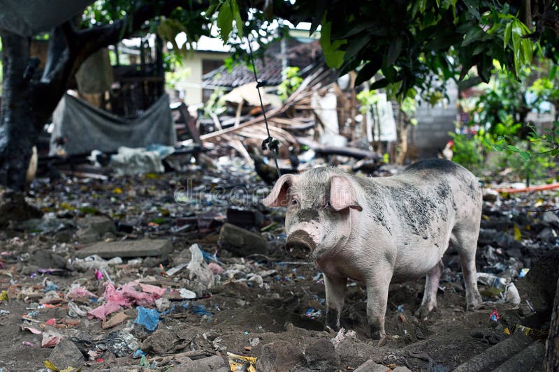 Kull och ett svin fotografering för bildbyråer. Bild av full - 92857123