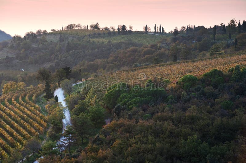 Kullar fotografering för bildbyråer. Bild av kull, träd - 42624777