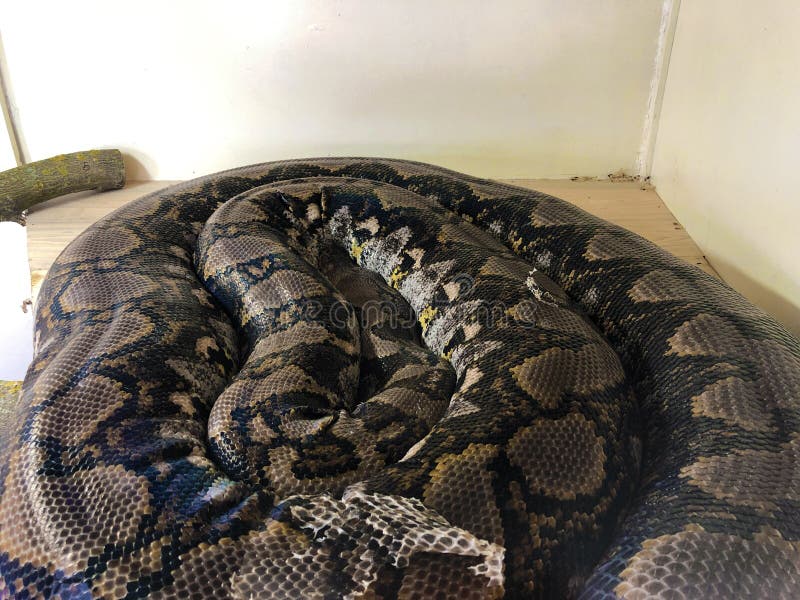 Kulpython Python Regius, Kunglig Python, Der Koenigspython ...