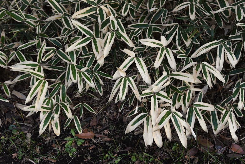 Kuma bamboo grass stock photo. Image of garden, asian - 138325330