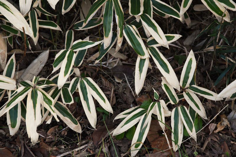 Kuma bamboo grass stock image. Image of environment - 138325337