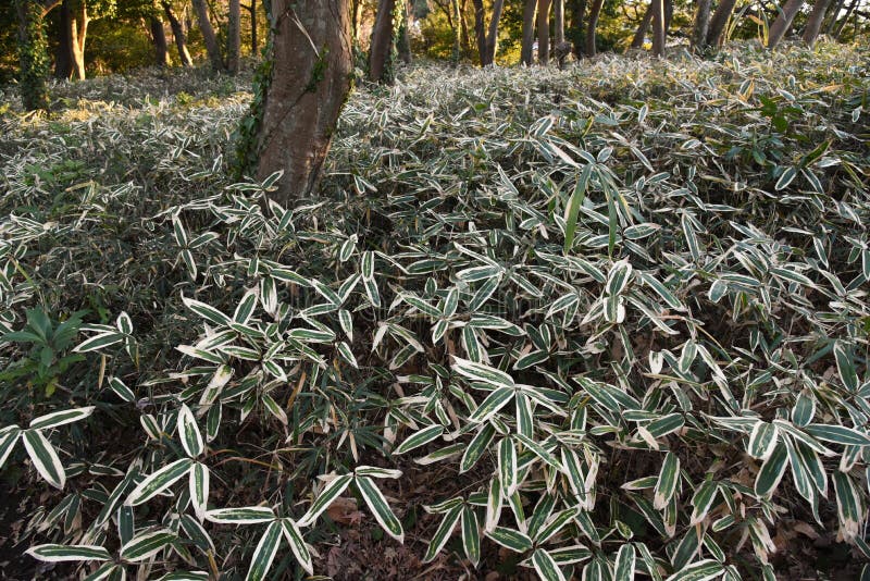 Kuma bamboo grass stock image. Image of natural, isolated - 138325341