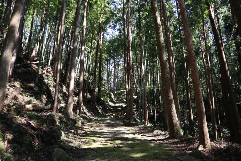 Kumano Kodo Forest, One of the World Heritages in Japan Stock Photo ...