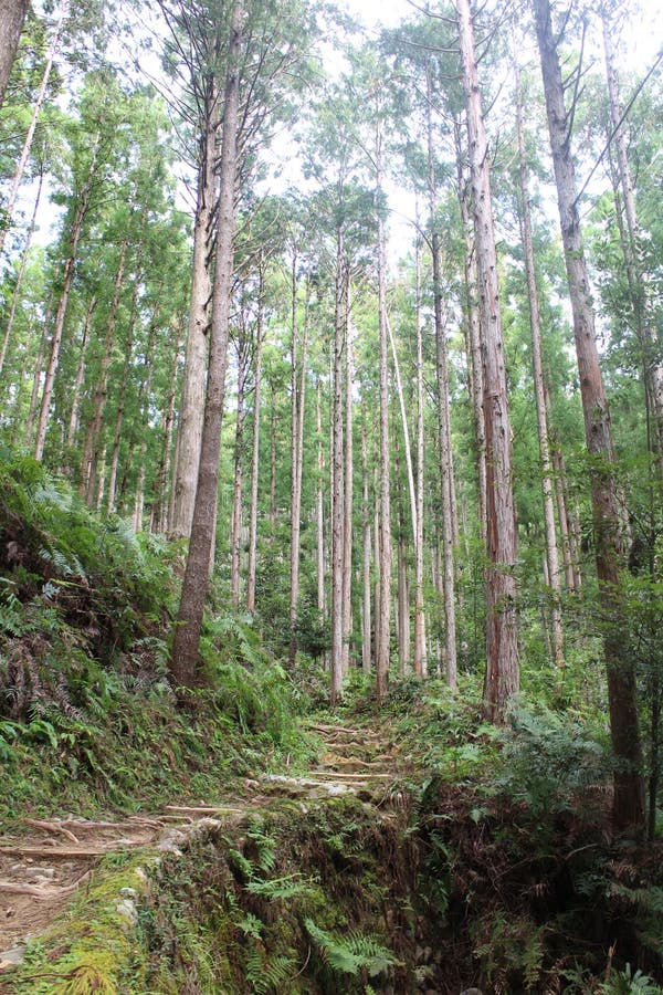 Kumano Kodo Forest, One of the World Heritages in Japan Stock Photo ...