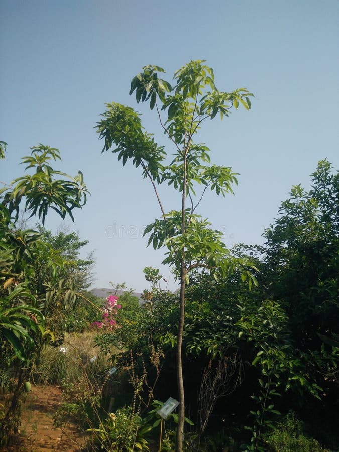 2,100 Kumkum Photos - Free & Royalty-Free Stock Photos from Dreamstime