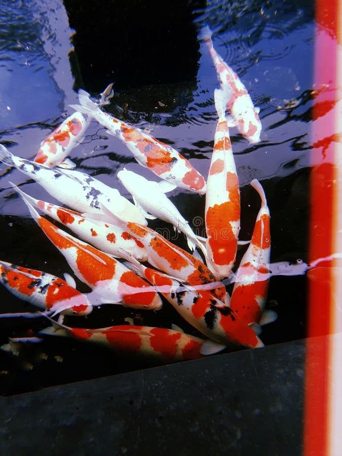 186 Ikan Koi Slayer Stock Photos - Free & Royalty-Free Stock Photos ...