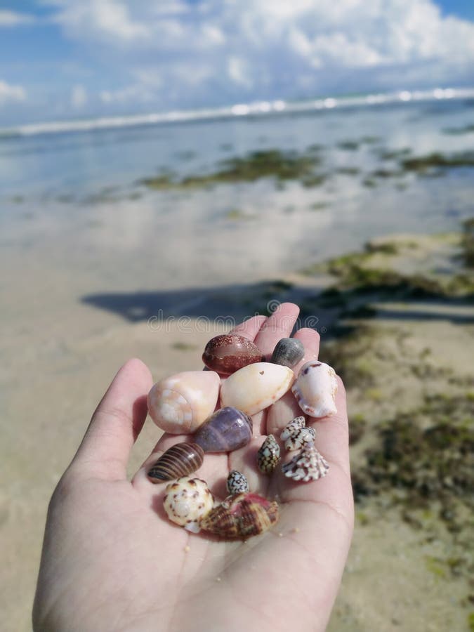 A Collection of Beautiful Shells on the Beach Stock Photo - Image of ...