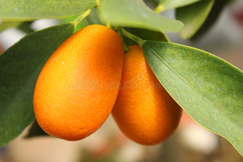 Kumquats on the tree stock photo. Image of plant, vegetation - 71564194