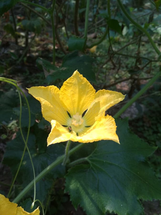 Gadha Stock Photos - Free & Royalty-Free Stock Photos from Dreamstime