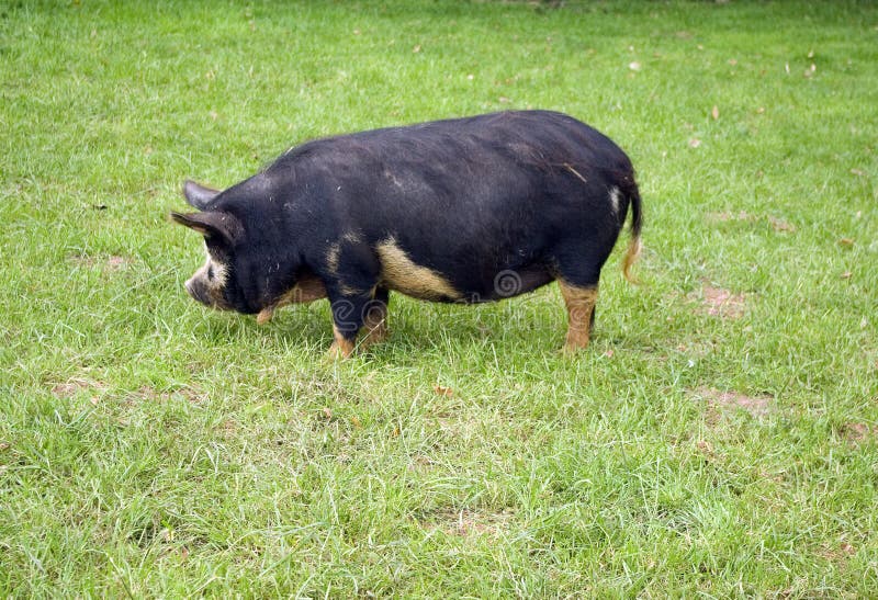 Kune Kune Pig stock photo. Image of porky, breed, bacon - 10748008