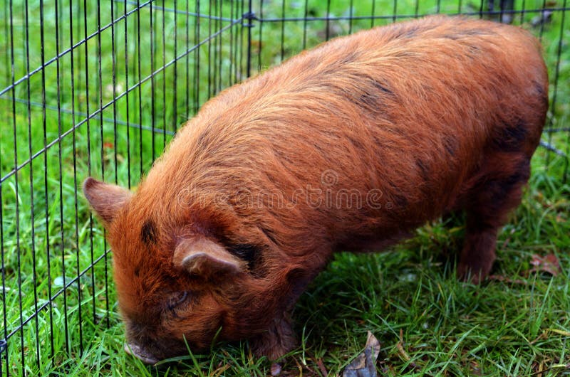 Kune Kune Pig stock photo. Image of porky, breed, bacon - 10748008