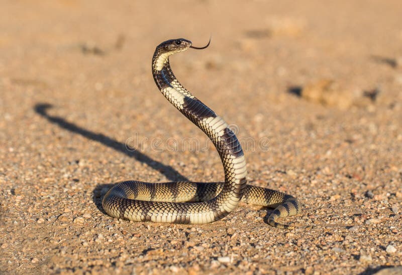 Kunnene Stock Photos - Free & Royalty-Free Stock Photos from Dreamstime